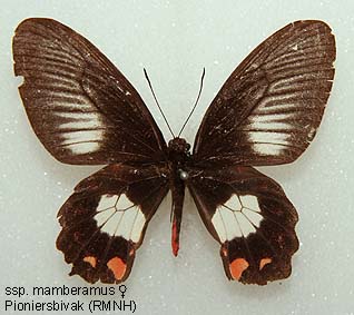 Papua Insects Foundation (Lepidoptera/Papilionidae/Pachliopta polydorus)